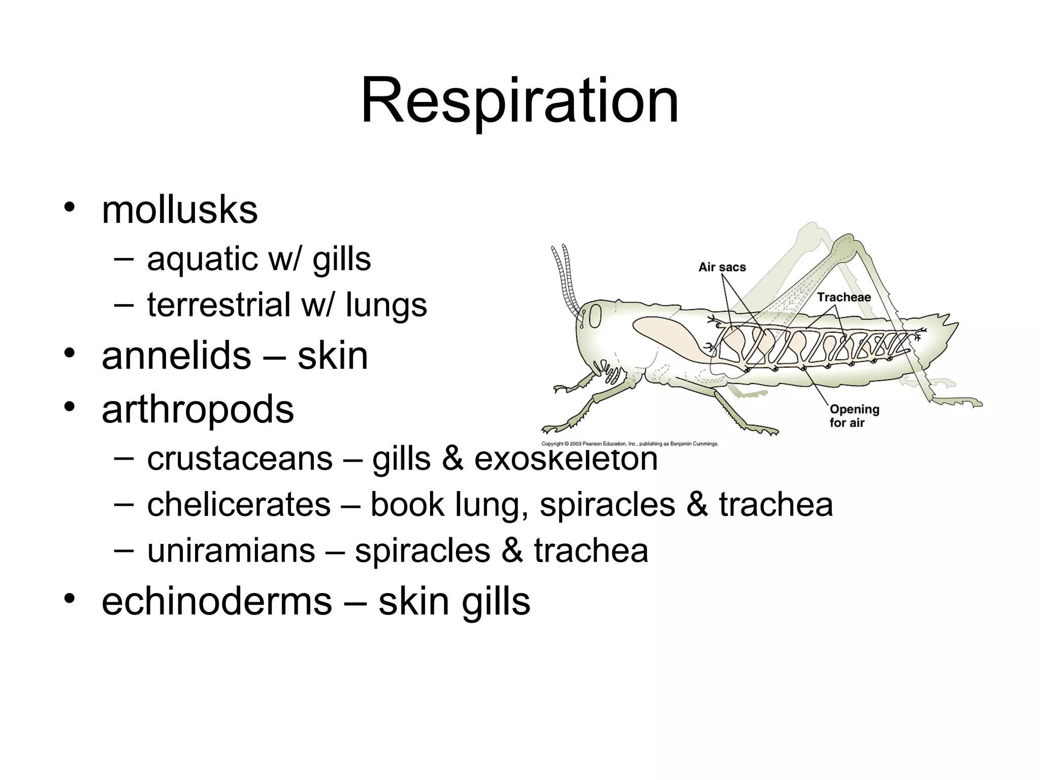 Perry - Advanced Invertebrates DER | PPT