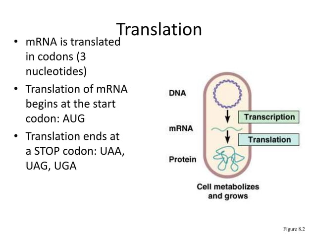 Advanced molecular biology.ppt | Chemistry | Science