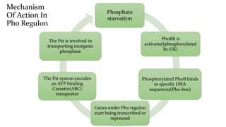 Advanced molecular genetics | PPTX
