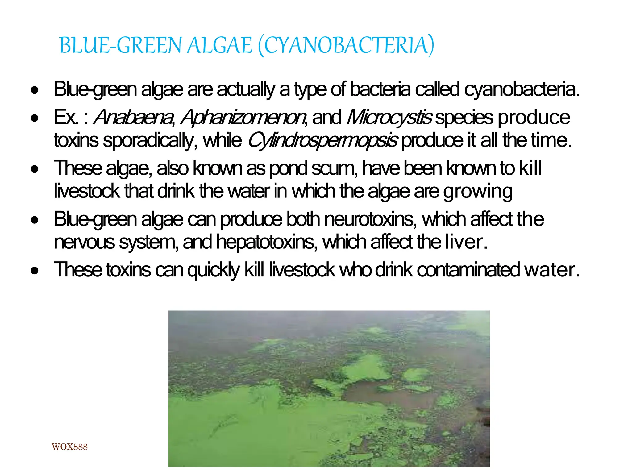 advanced pharmacognosy Marine toxin.pptx