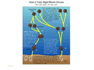advanced pharmacognosy Marine toxin.pptx
