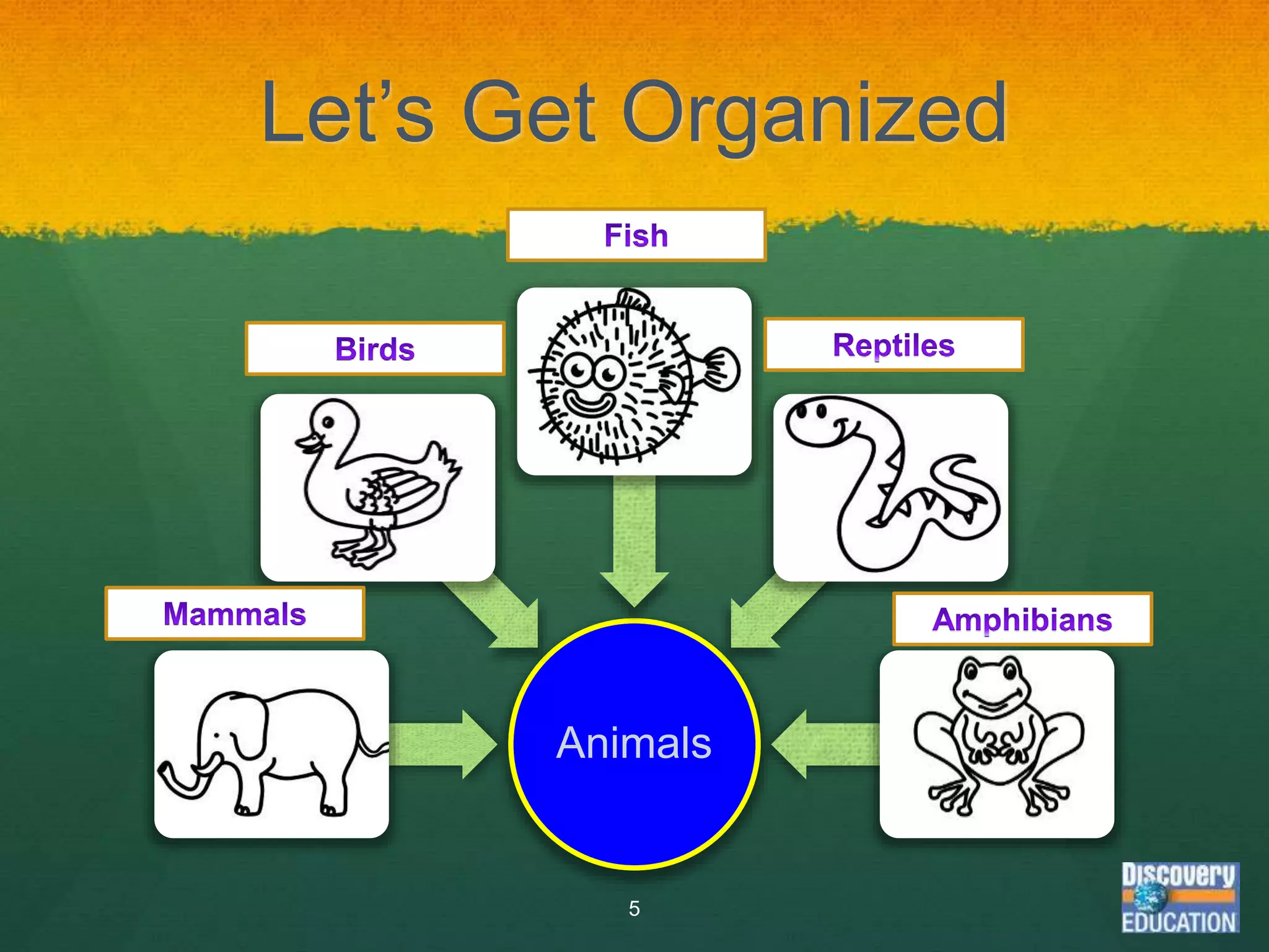 Animal classification | PPT