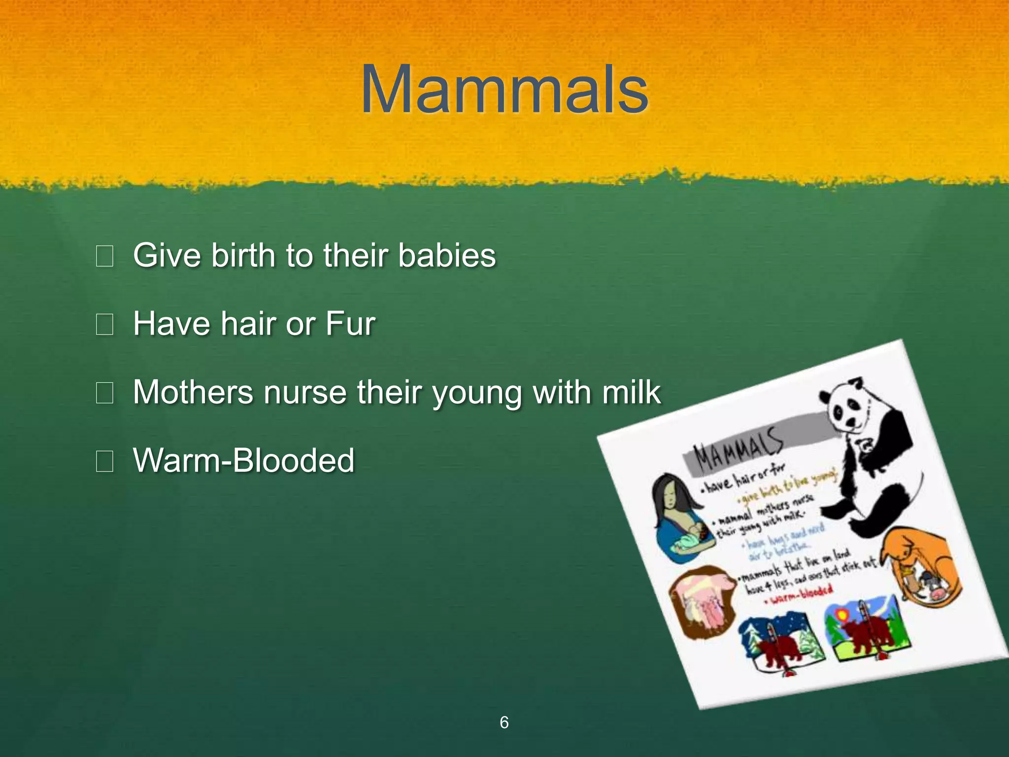 Animal classification | PPT