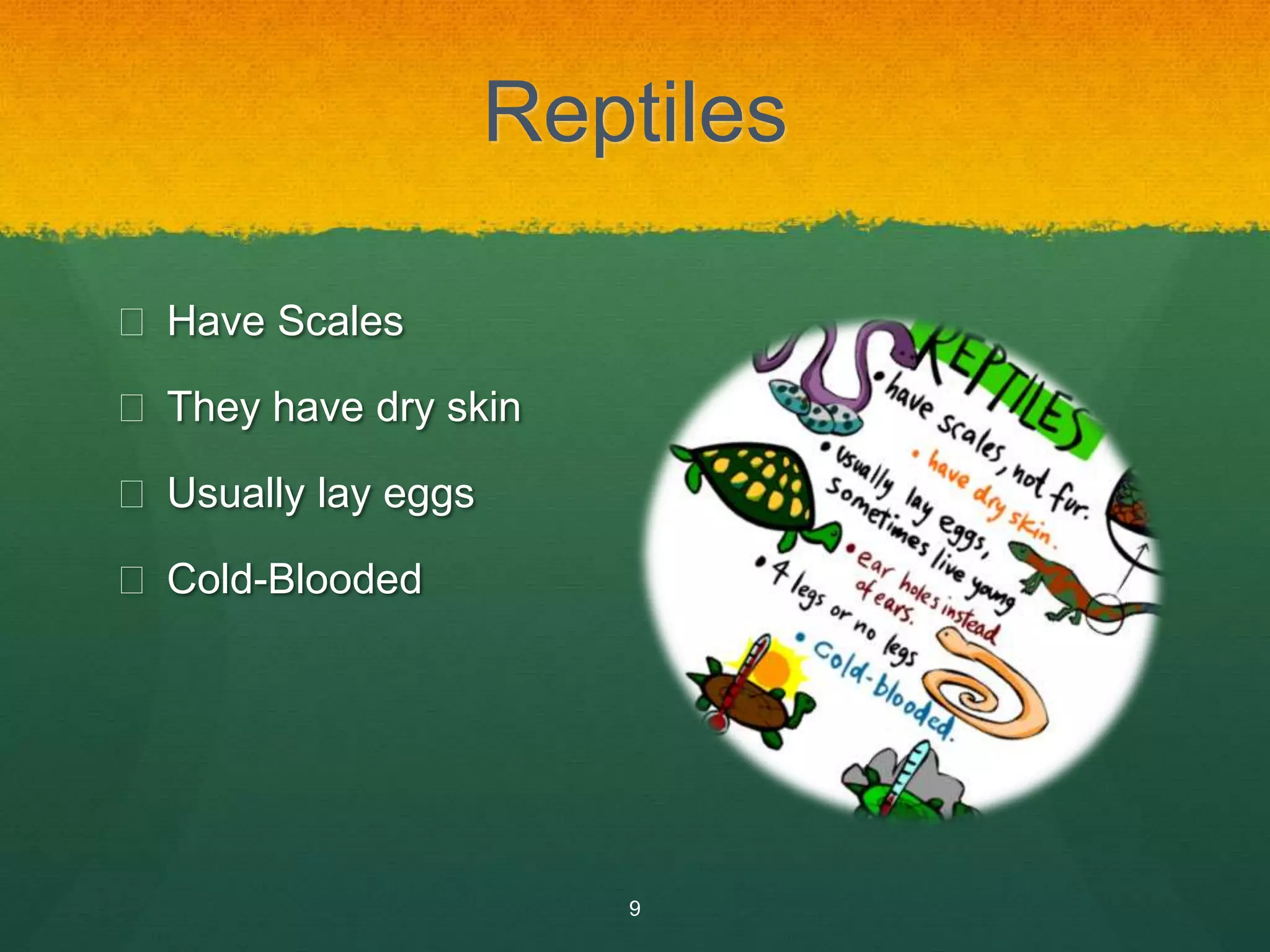 Animal classification | PPT