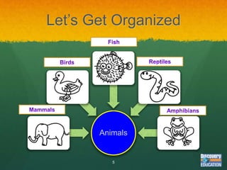 Animal classification | PPT