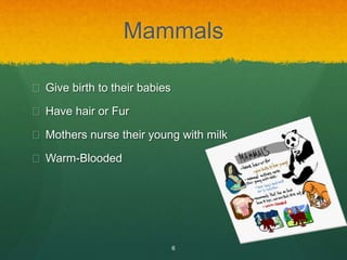 Animal classification | PPSX