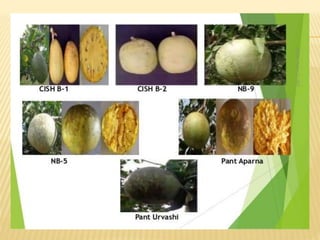 Advanced production technology of bael | PPTX