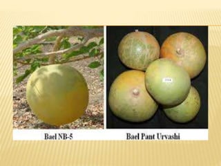 Advanced production technology of bael | PPTX