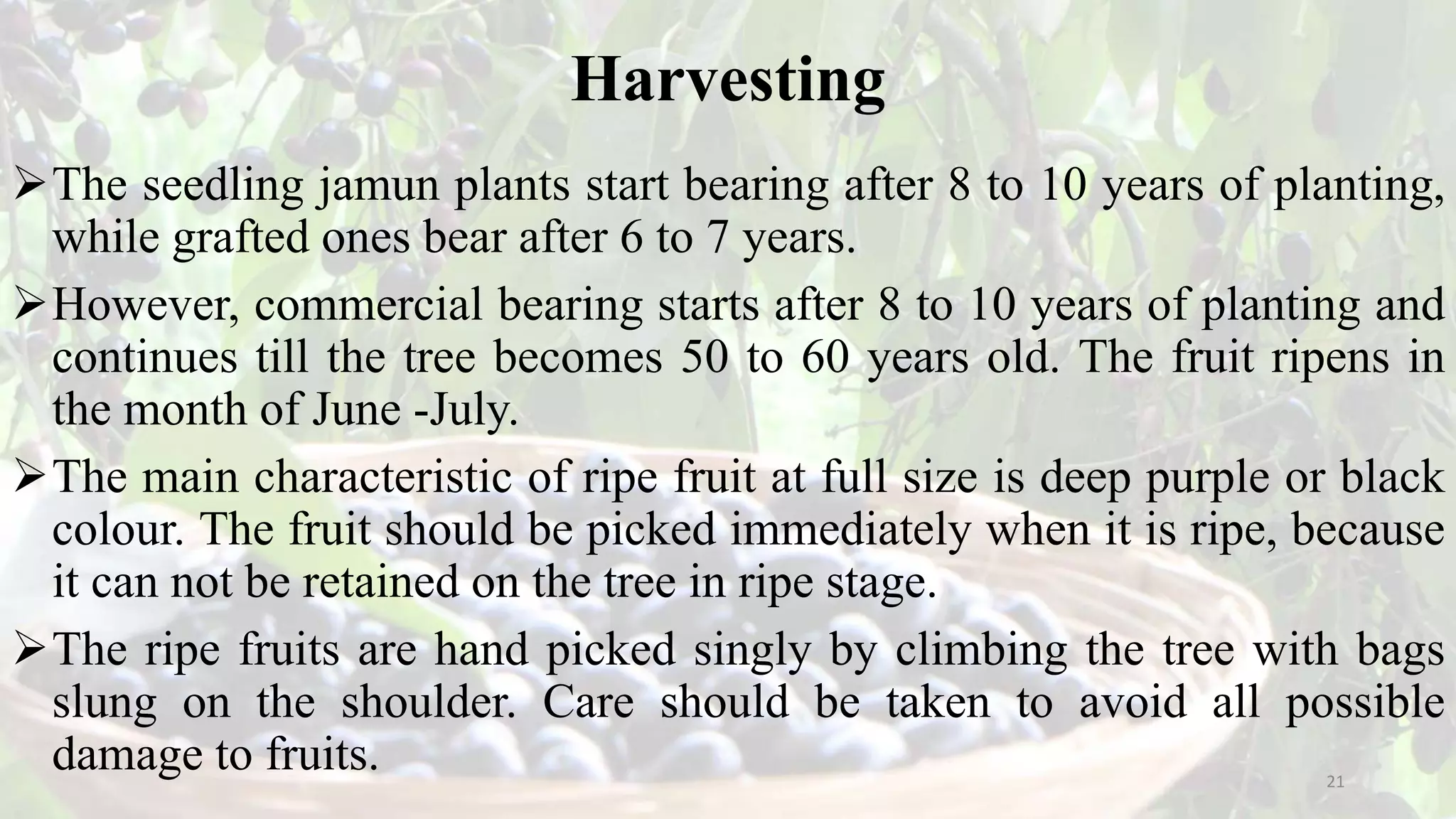 Advanced production technology of jamun crop | PPTX