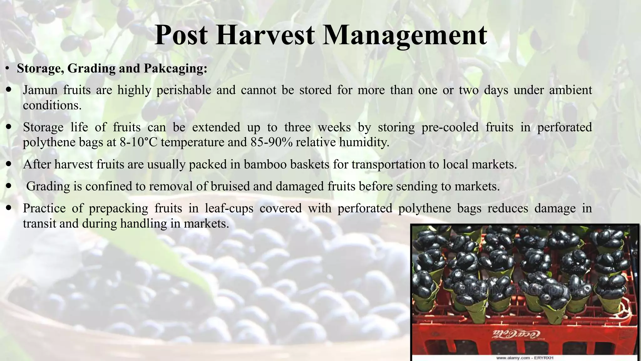 Advanced production technology of jamun crop | PPTX