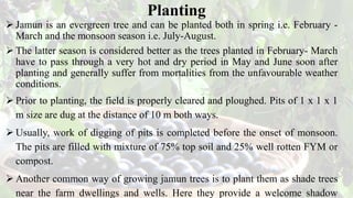 Advanced production technology of jamun crop | PPTX