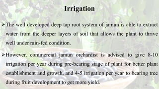 Advanced production technology of jamun crop | PPTX