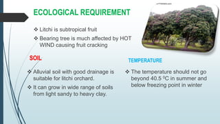Advanced production technology of litchi | PPTX