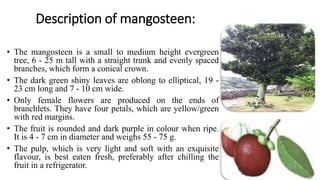 Advanced production technology of mangosteen | PPTX