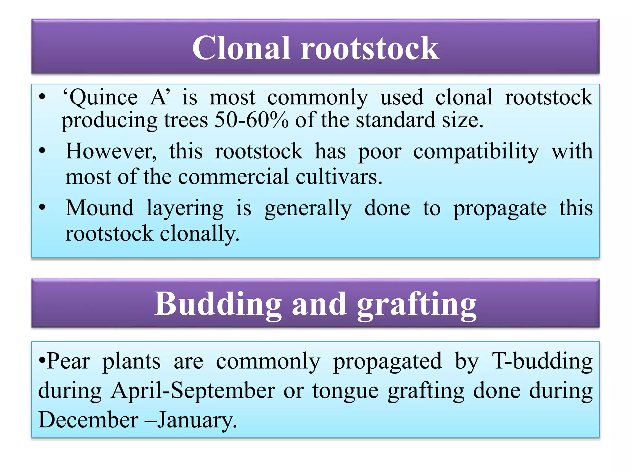 Advanced production technology of pear | PPTX