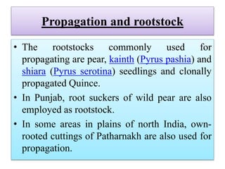 Advanced production technology of pear | PPTX