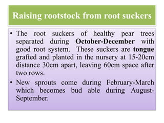Advanced production technology of pear | PPTX