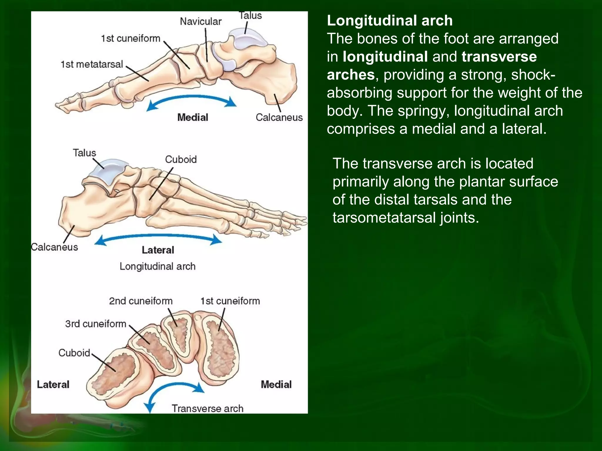 Advanced radiographic positions for the lower extremities | PPT