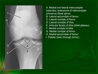 Advanced radiographic positions for the lower extremities | PPT