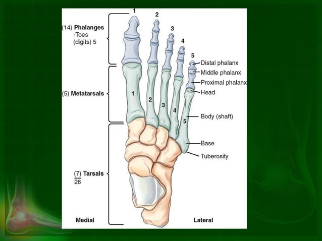 Advanced radiographic positions for the lower extremities | PPT