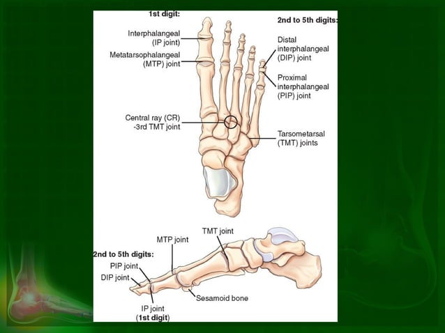 Advanced radiographic positions for the lower extremities | PPT
