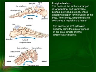 Advanced radiographic positions for the lower extremities | PPT