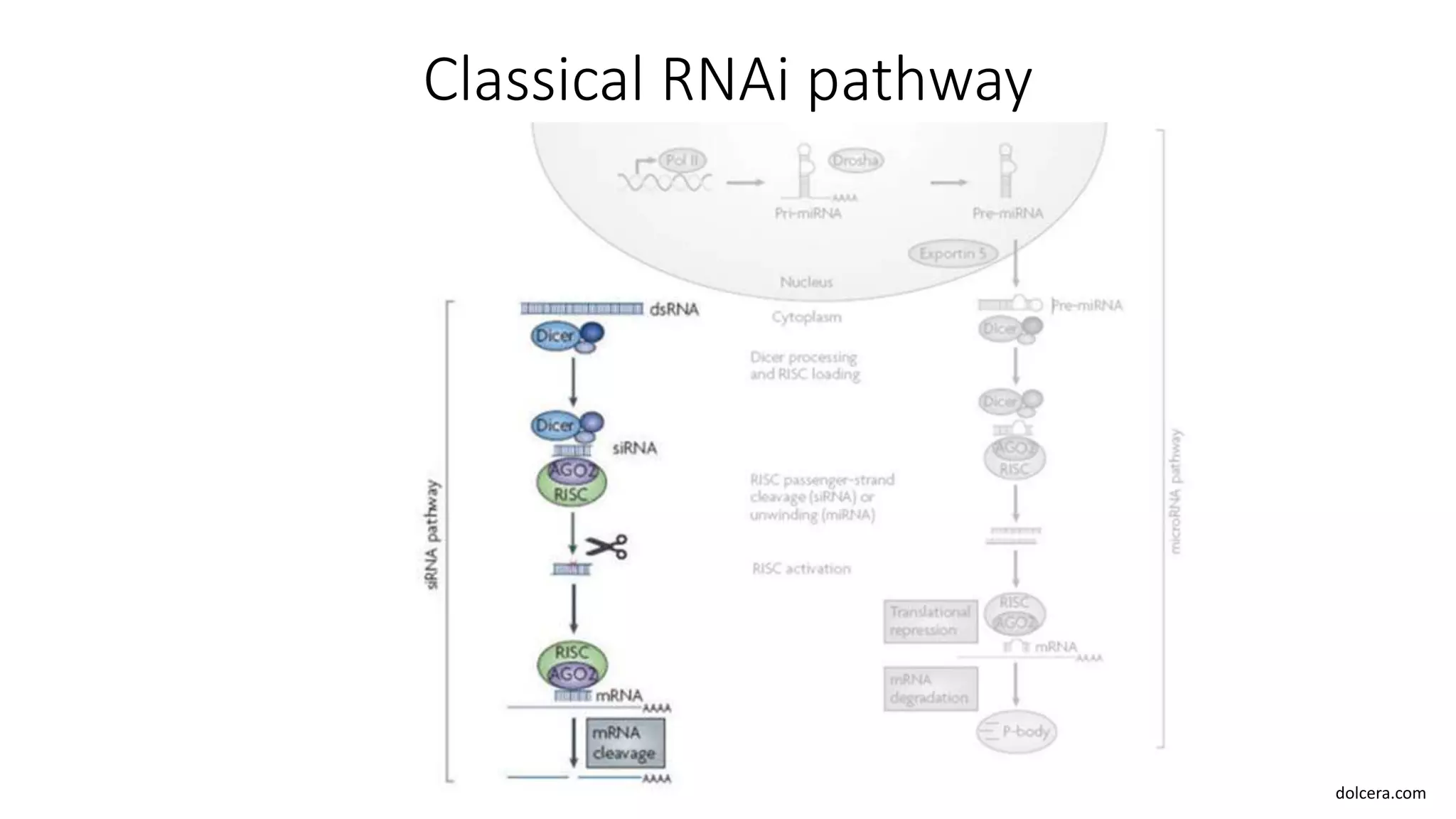 Regulatory RNA at epigenetic level | PPTX