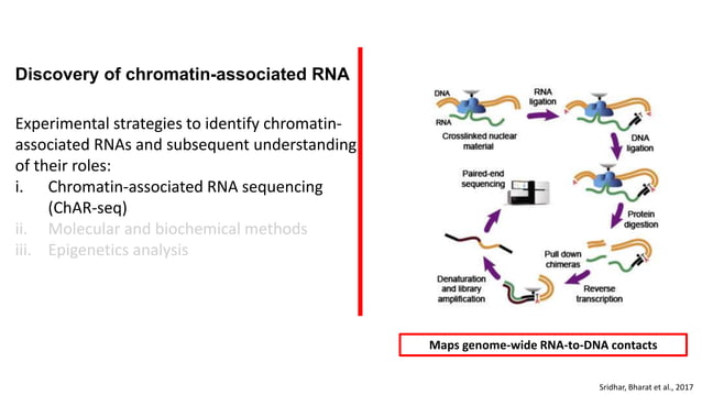 Regulatory RNA at epigenetic level | PPT