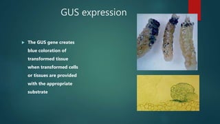 Advance in genetic engineering ppt | PPTX