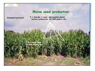 Advance in Hybrid Seed Production of Maize PPT.pptx
