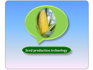 Advance in Hybrid Seed Production of Maize PPT.pptx