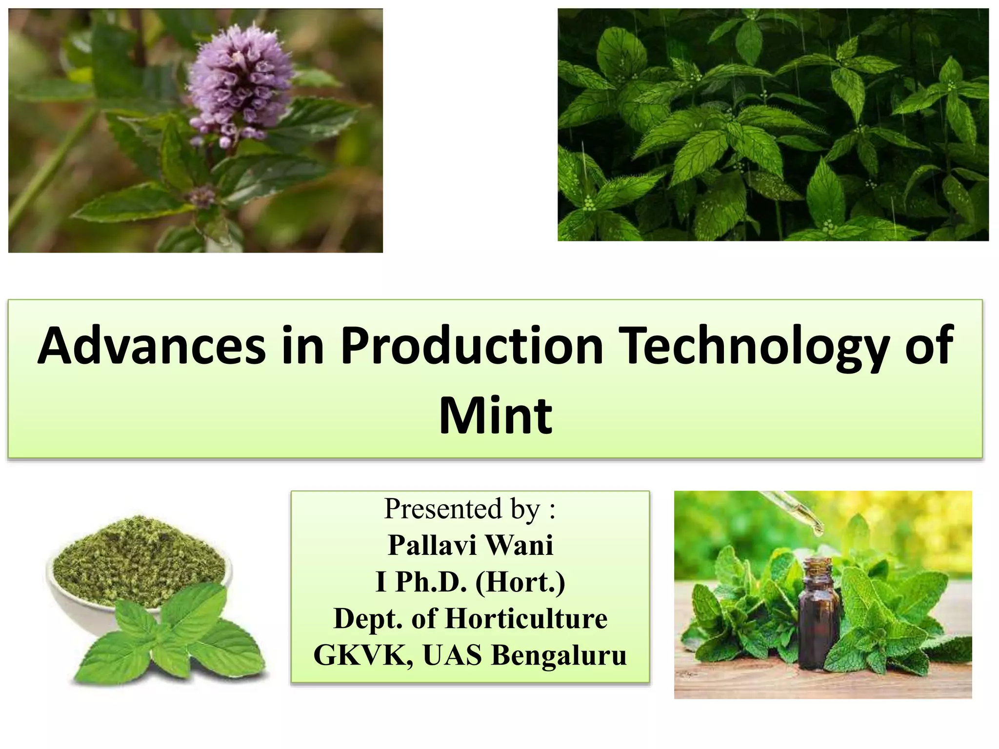 Advance in production technology of Mint.pptx