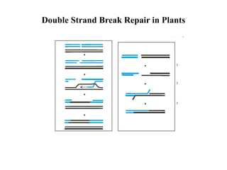 Advancement of mutant population | PPTX