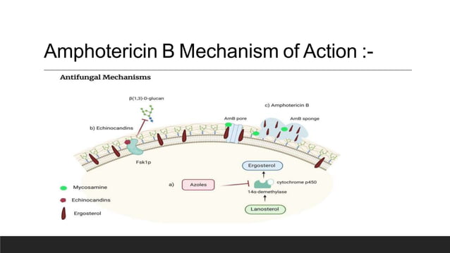 ANTI FUNGAL AGENTS AND THEIR MECHANISM OF ACTION. | PPT