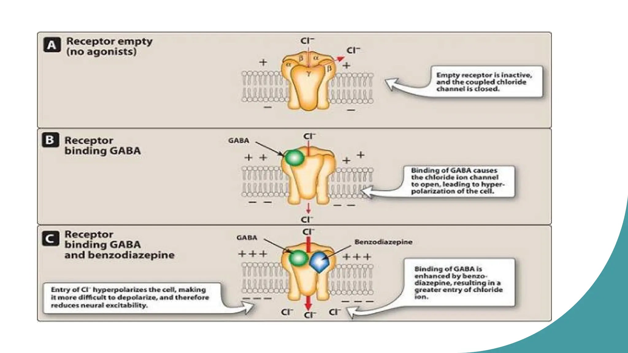 advance pharmacology vinaya 1.pptxxxxxxxxxxxx | PPTX