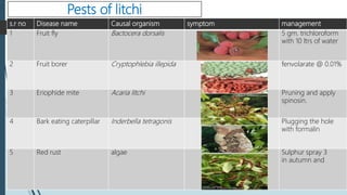Advance production technology of litchi | PPTX | Gardening | Home & Garden