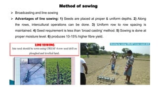 Advances in agronomy of Jute (Corchorus sp.) | PDF