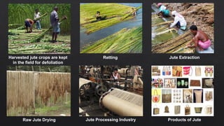 Advances in agronomy of Jute (Corchorus sp.) | PDF