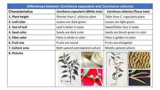 Advances in agronomy of Jute (Corchorus sp.) | PDF