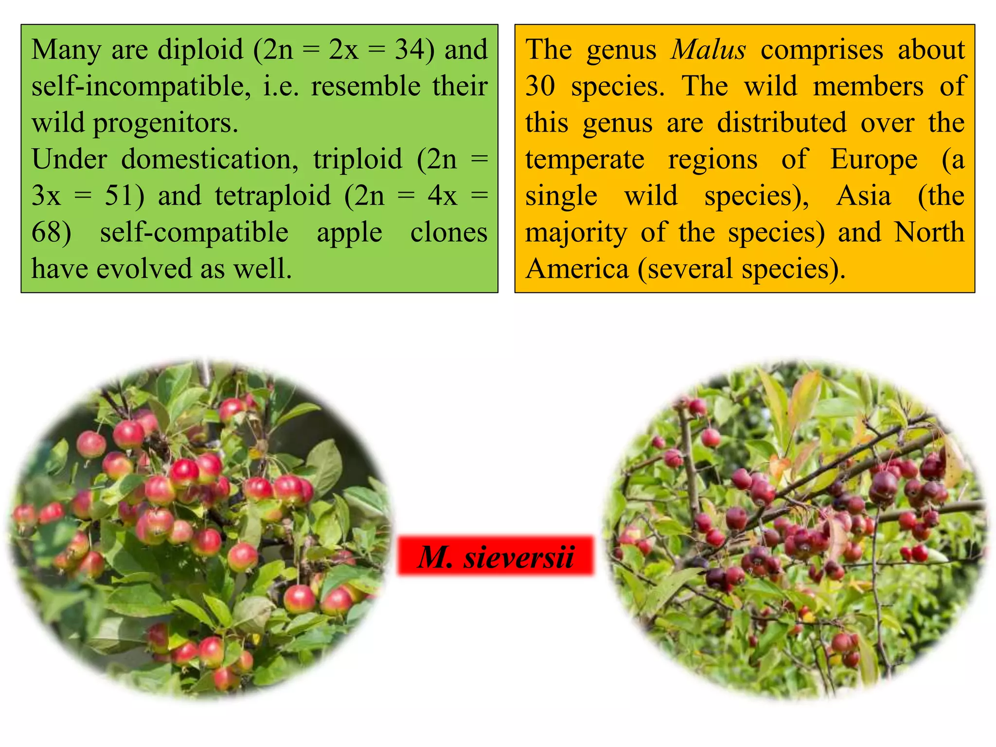 Advances in Apple Breeding (Sanjay Chetry).pptx