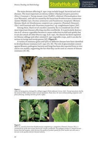 Advances In Breeding In Vegetable Brassica Rapa Crops | PDF