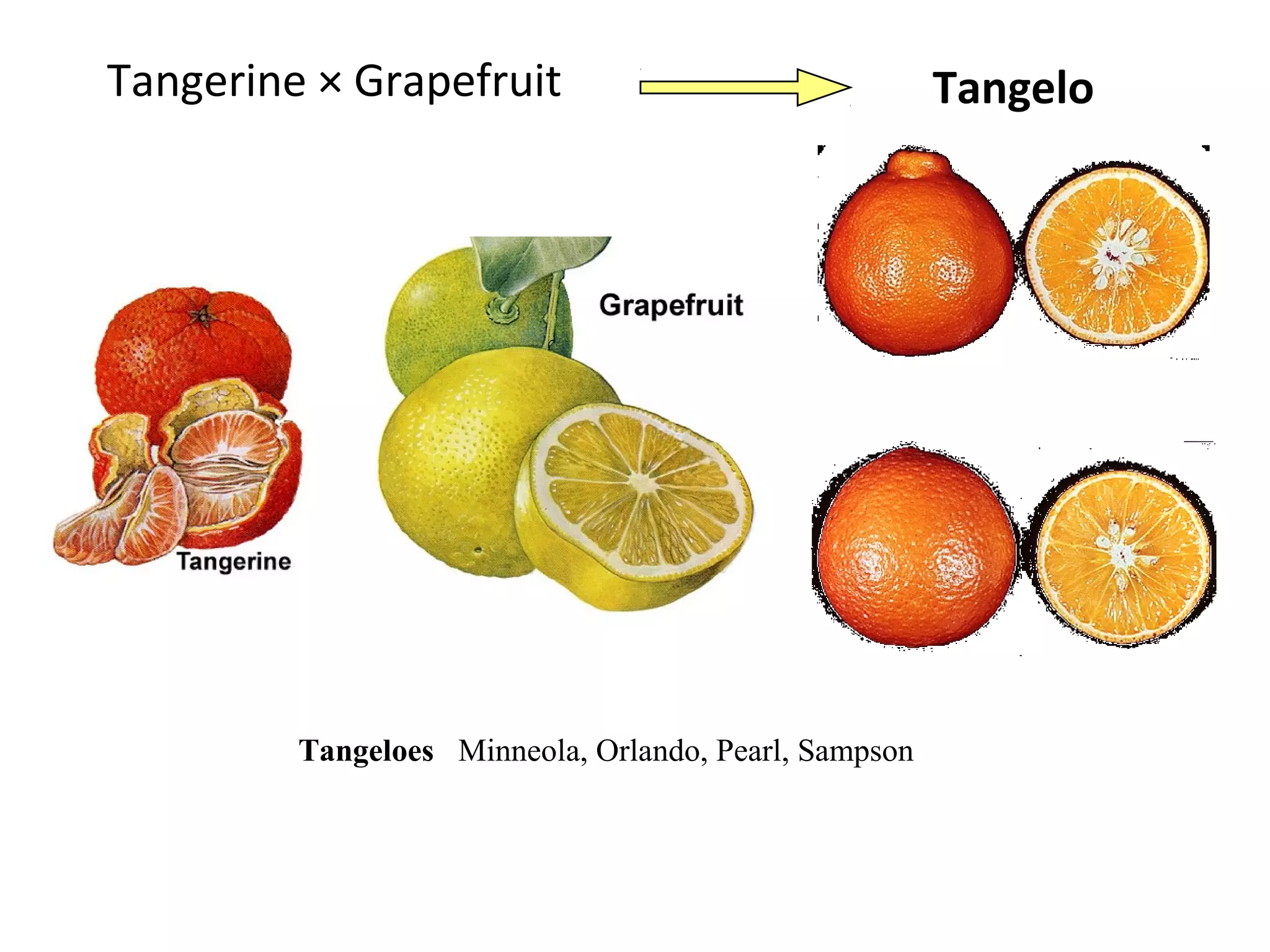 Advances in breeding of citrus | PPT