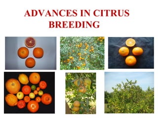 Advances in breeding of citrus | PPT