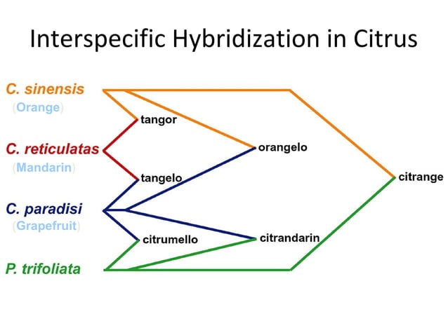 Advances in breeding of citrus | PPT