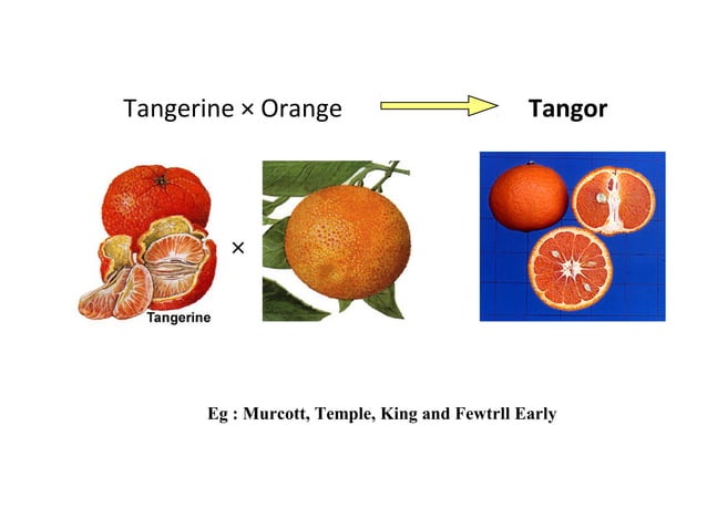 Advances in breeding of citrus | PPT