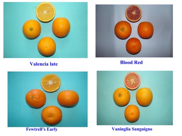 Advances in breeding of citrus | PPT