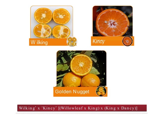 Advances in breeding of citrus | PPT