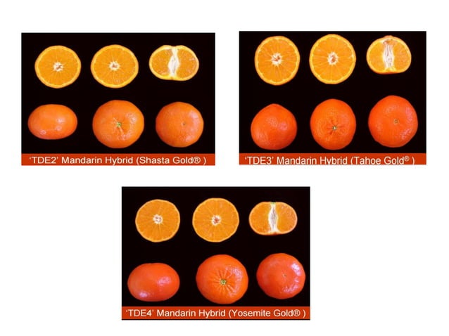 Advances in breeding of citrus | PPT