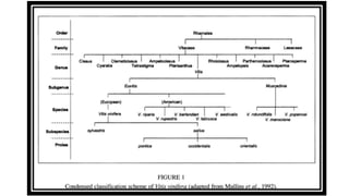 Advances in breeding of grapes | PPTX