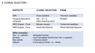 Advances in breeding of grapes | PPTX